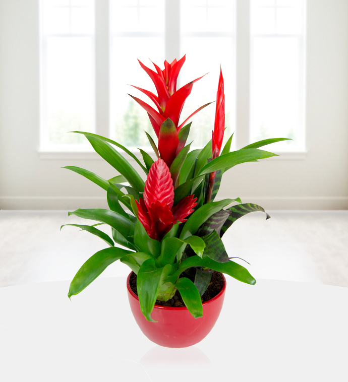Bromelia Plant | Prestige Flowers