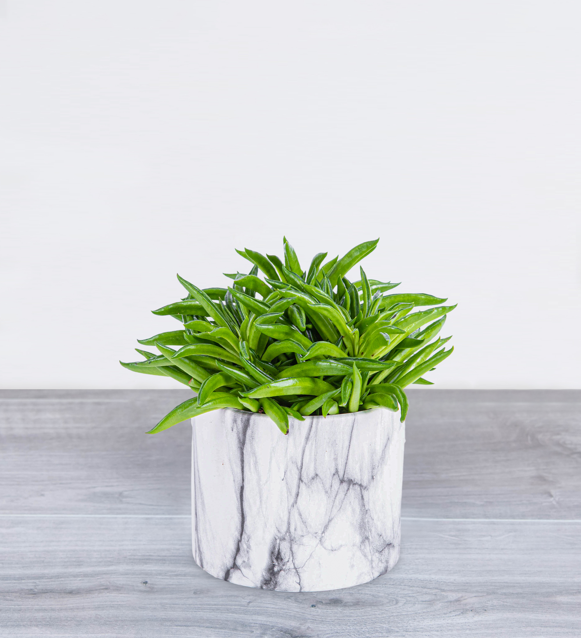 Happy Bean Plant Prestige Flowers
