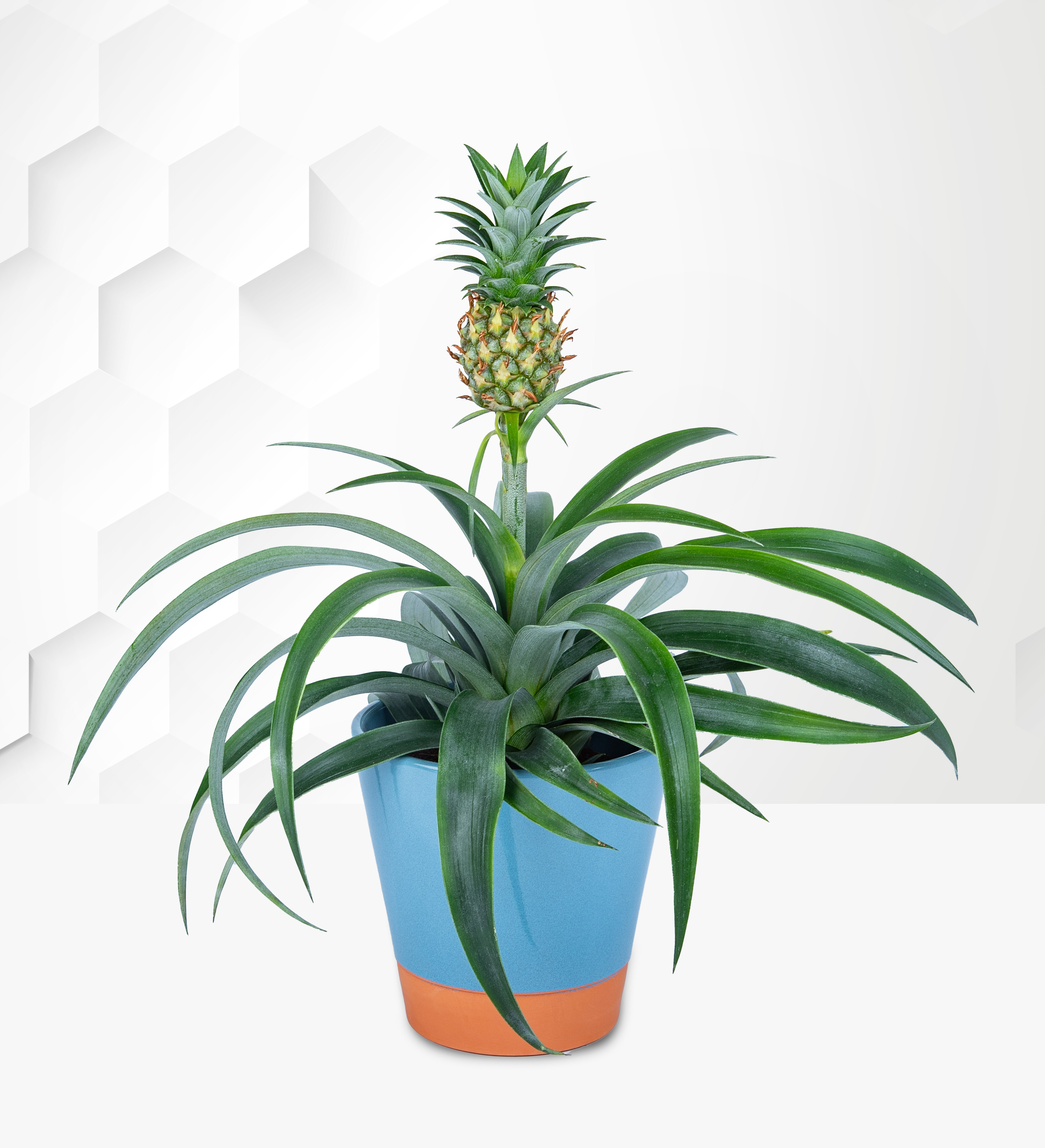 Pineapple Plant | Prestige Flowers