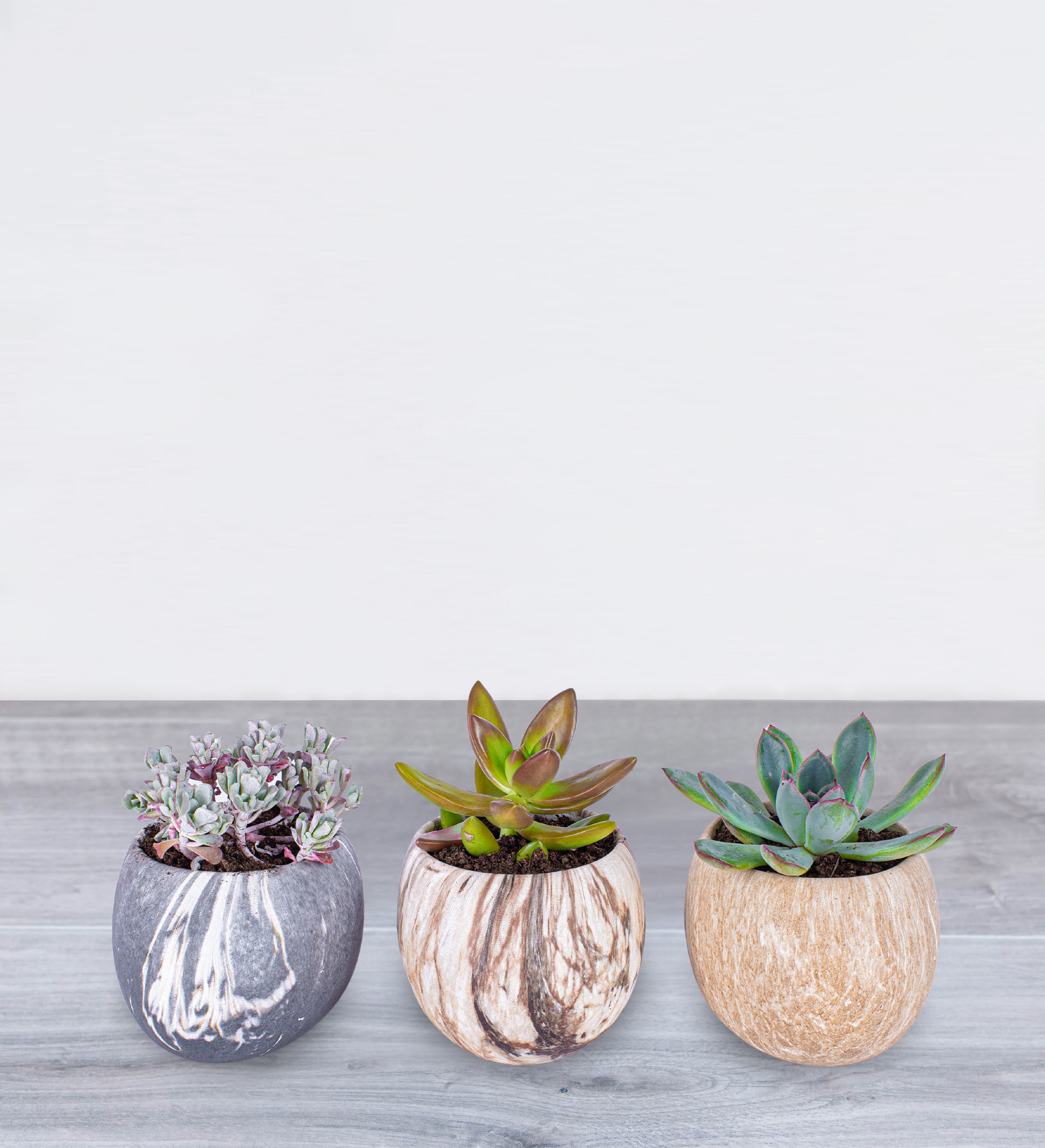 Succulent Trio | Prestige Flowers