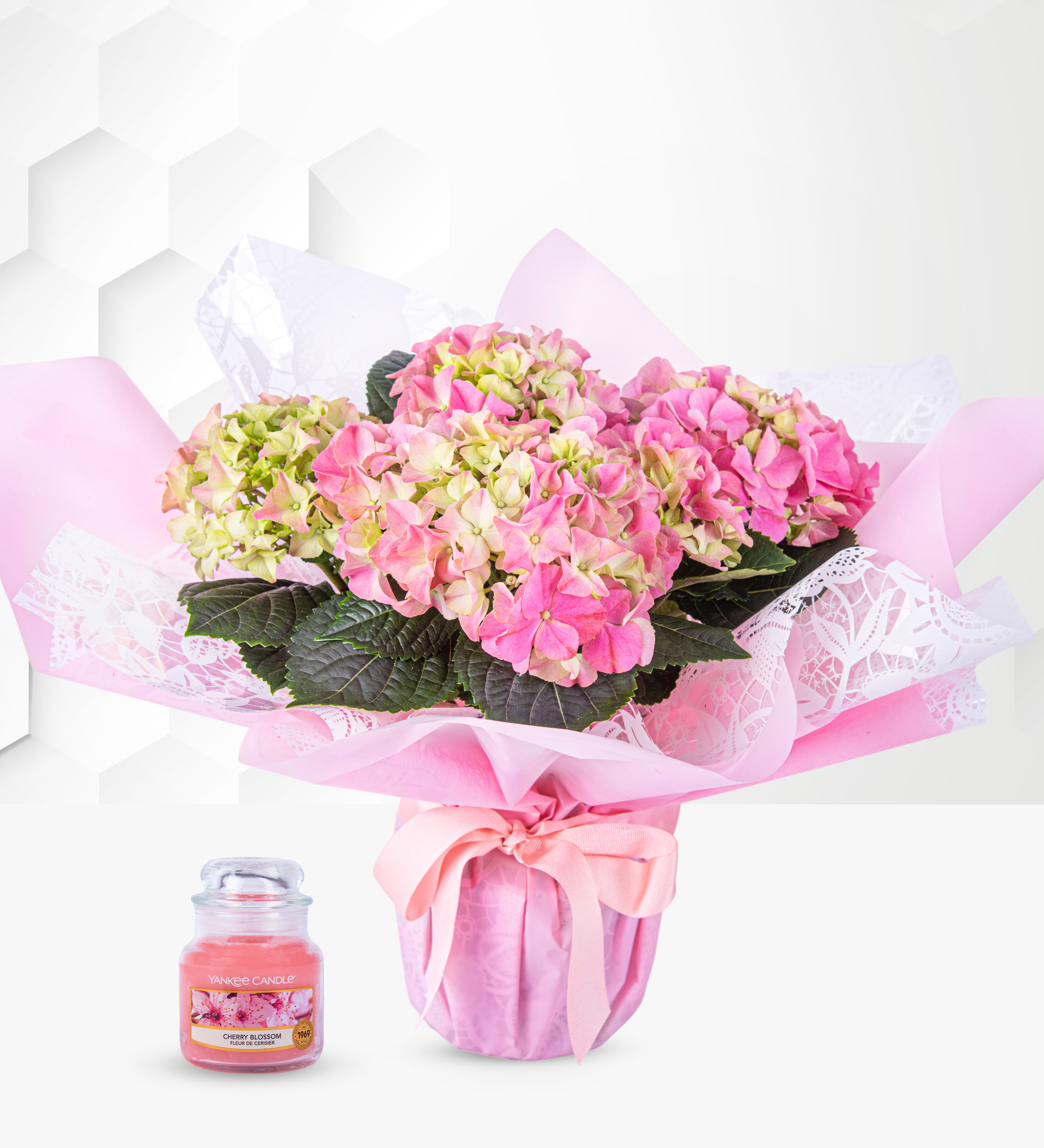 Harmonious Hydrangea Gift | Prestige Flowers